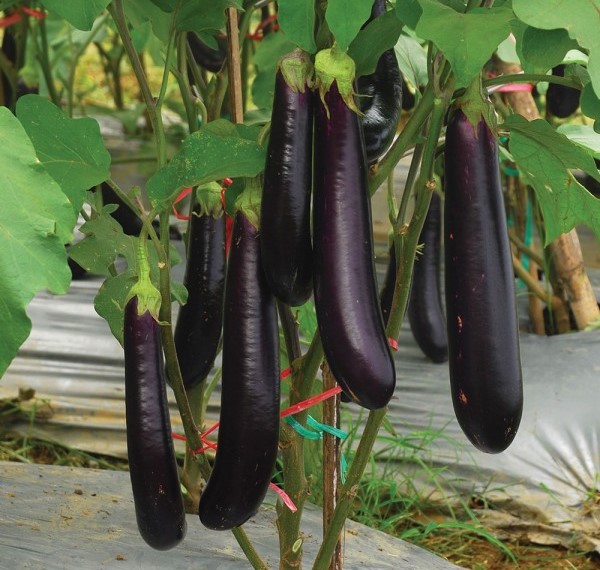 Cara Menanam Terong Hibrida Laguna F1, Sayur Dengan Ragam Manfaat ...