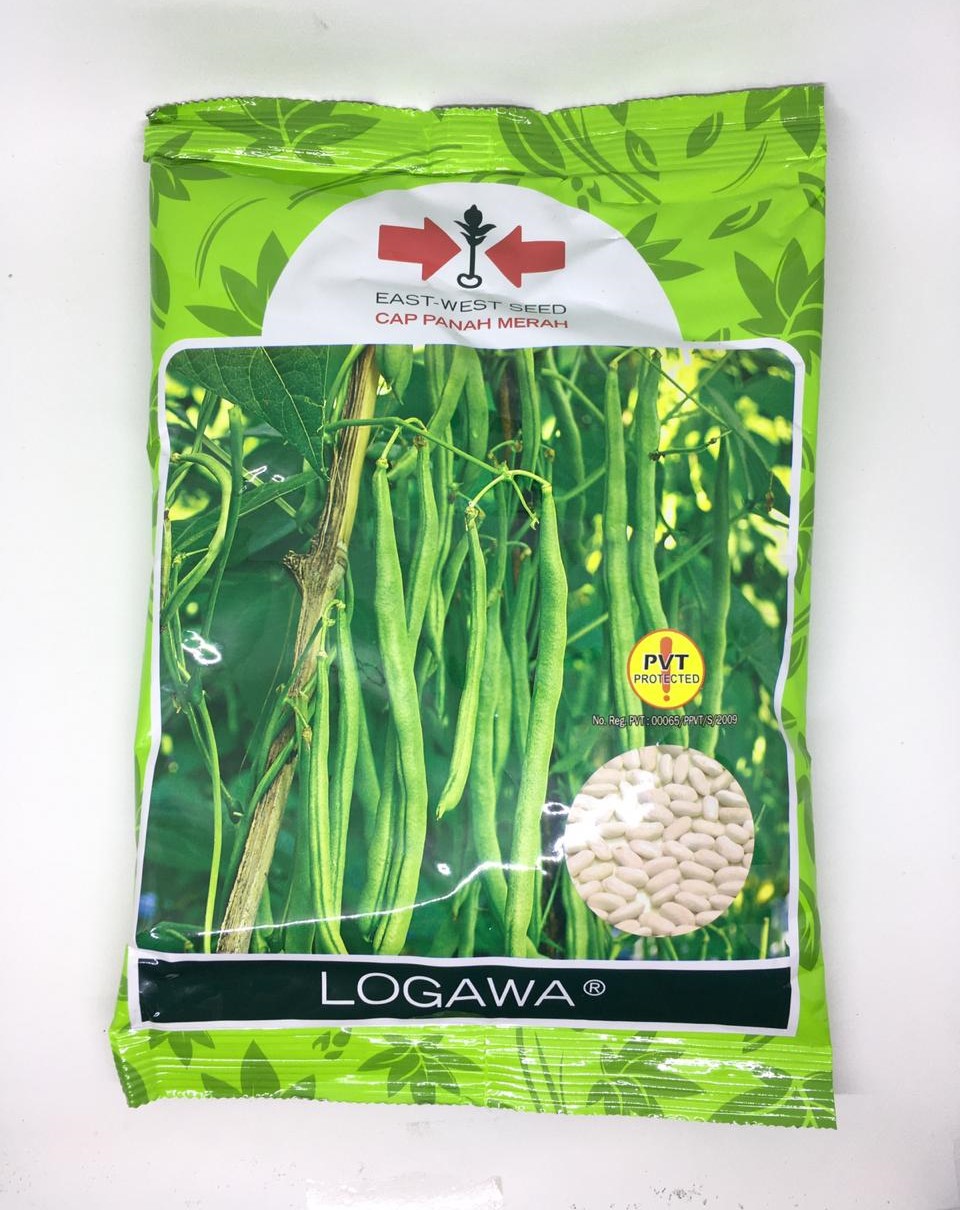 Cara Mudah Menanam Buncis Logawa di Polybag atau Pot agar Cepat Berbuah ...