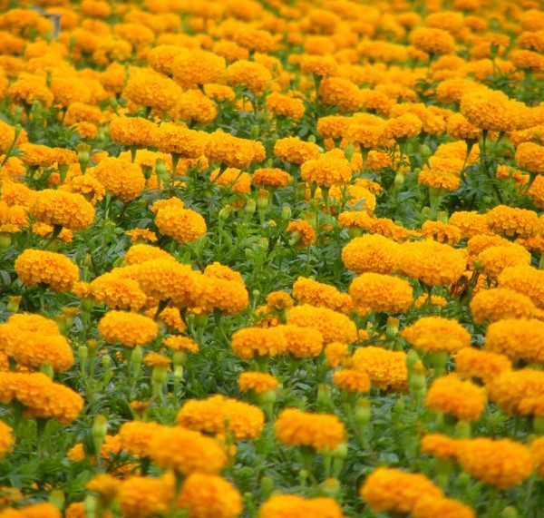 TIPS DAN TRIK CARA MENANAM BUNGA MARIGOLD - BibitBenih